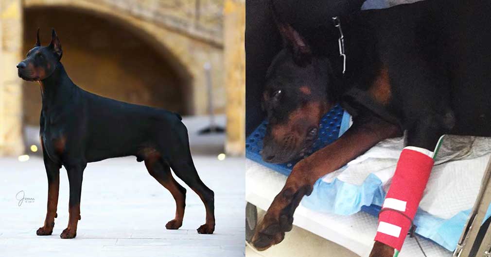 Jerġgħu jivvelenawlu kelb rebbieħ - ONE